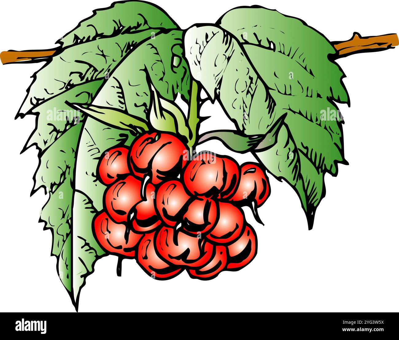 Raspberry drawing hi-res stock photography and images - Alamy