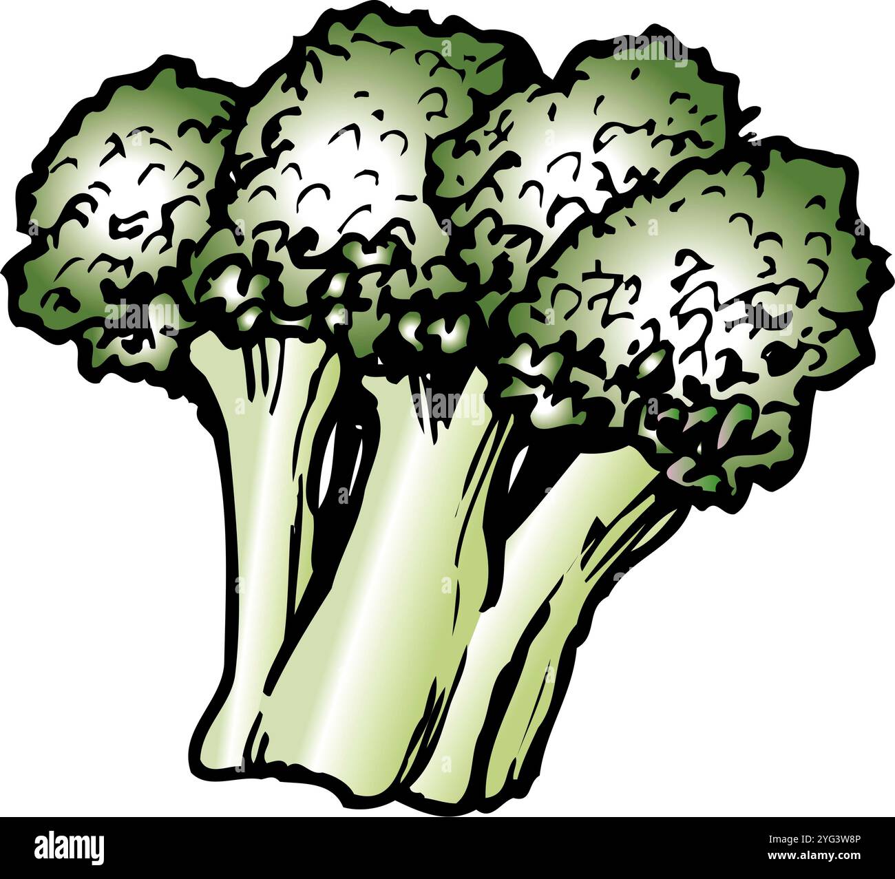 Broccoli drawing hi-res stock photography and images - Alamy