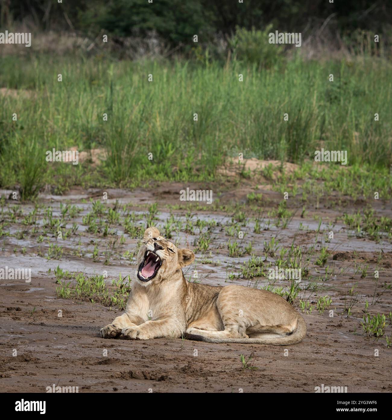 Umfolozi Big Five Game Reserve in South Africa Stock Photo - Alamy