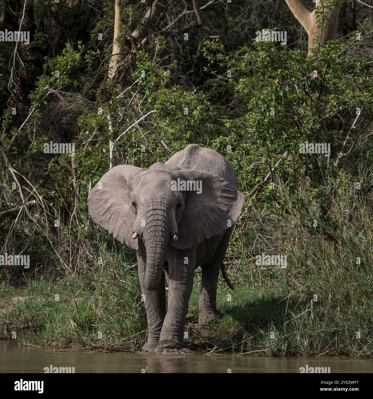 Umfolozi Big Five Game Reserve in South Africa Stock Photo - Alamy