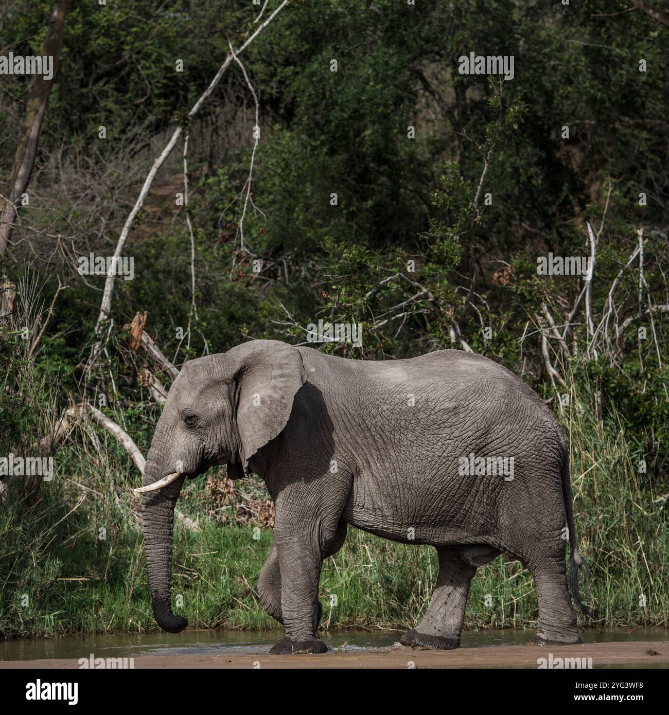Umfolozi Big Five Game Reserve in South Africa Stock Photo - Alamy