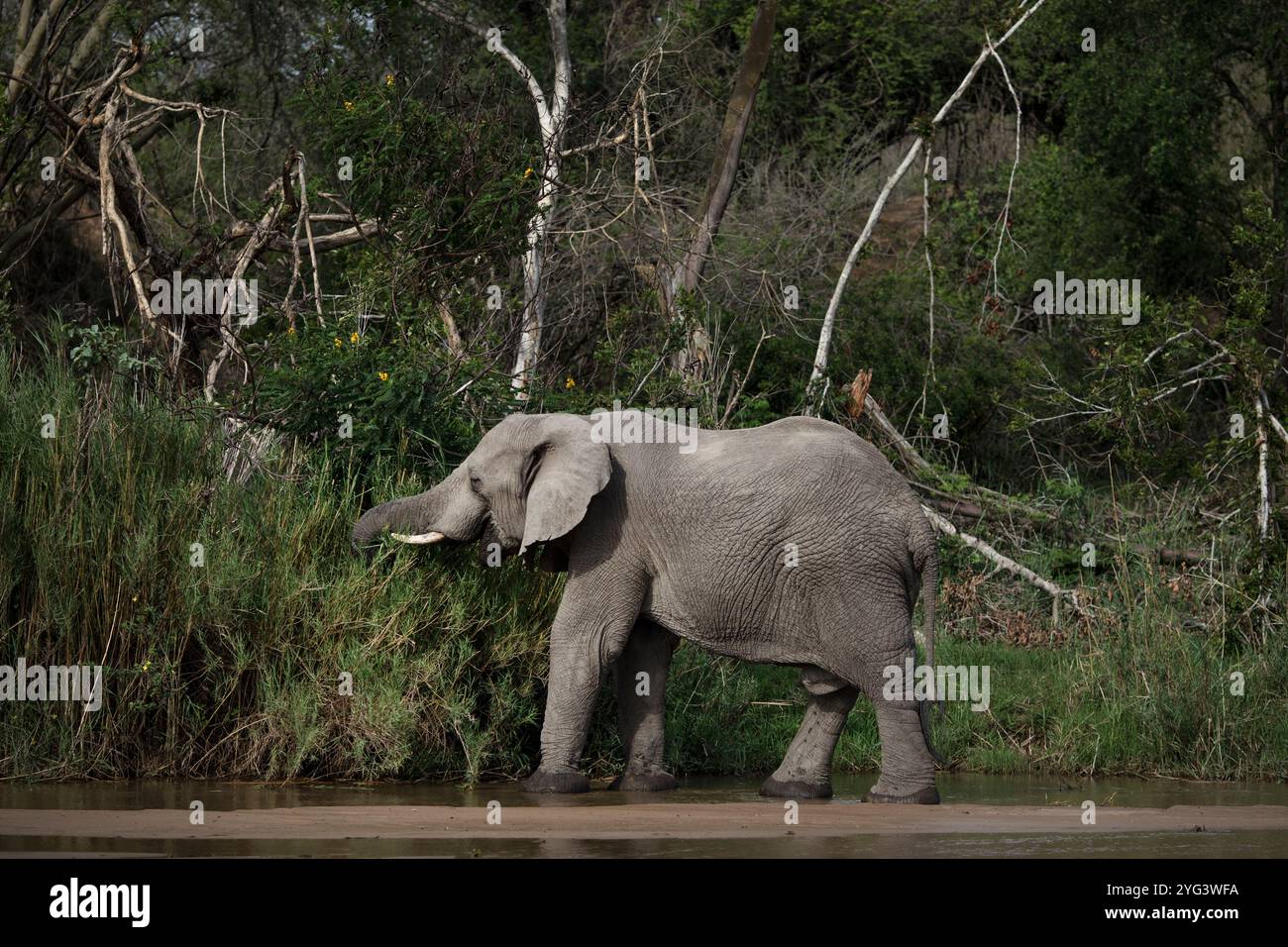Umfolozi Big Five Game Reserve in South Africa Stock Photo - Alamy