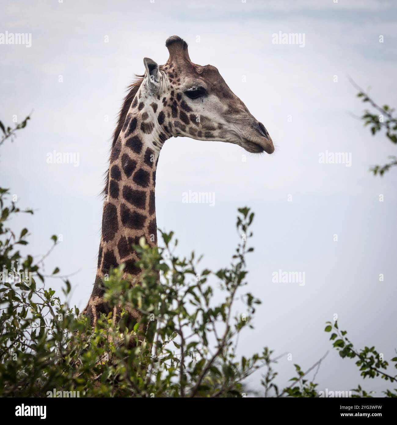 Mthembu Lodge at the Umfolozi Big Five Game Reserve in South Africa ...