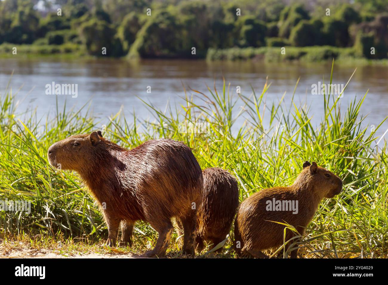 Capybara in the Pantanal, Brazil, South America Stock Photo - Alamy