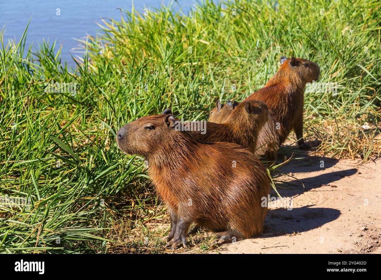 Capybara in the Pantanal, Brazil, South America Stock Photo - Alamy
