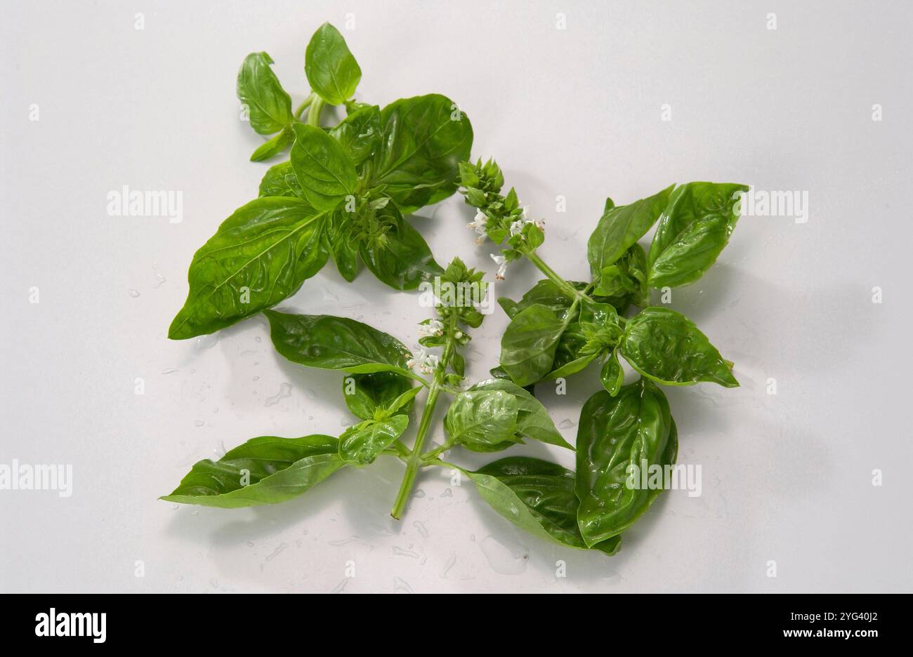 Hood basil hi-res stock photography and images - Alamy