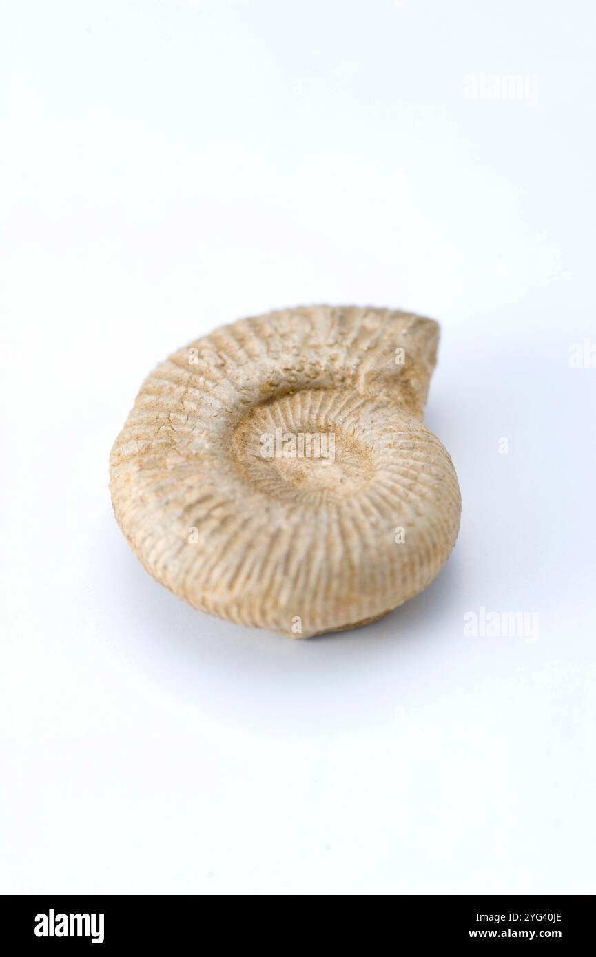 Ammonite history hi-res stock photography and images - Alamy