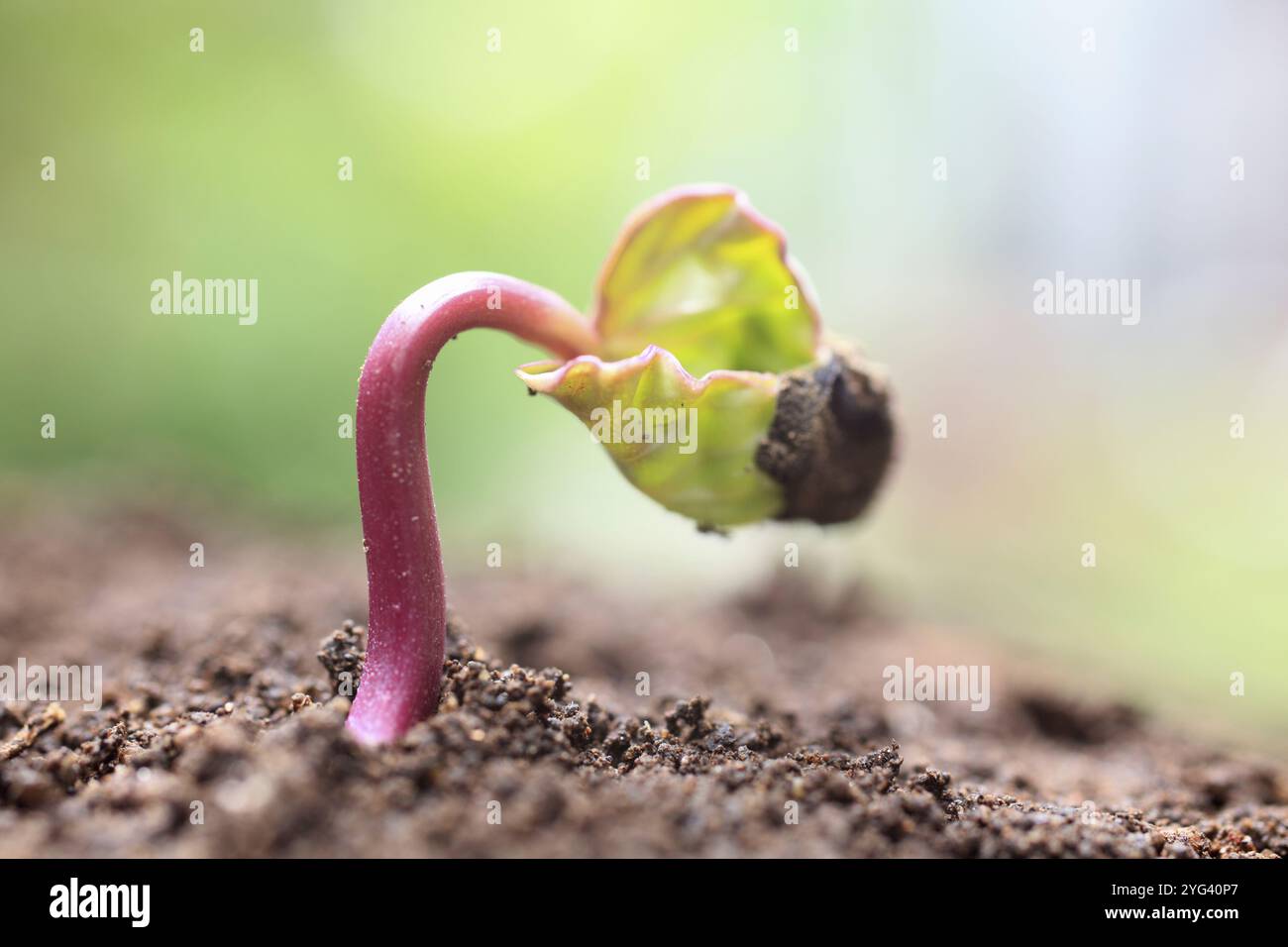 Morning glory sprouts Stock Photo - Alamy