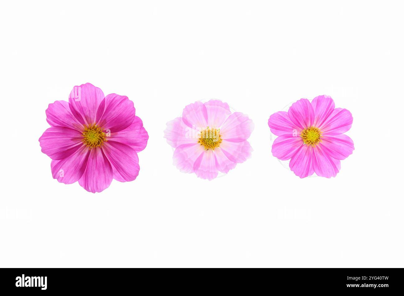 Cosmos arrangement on white background Stock Photo - Alamy