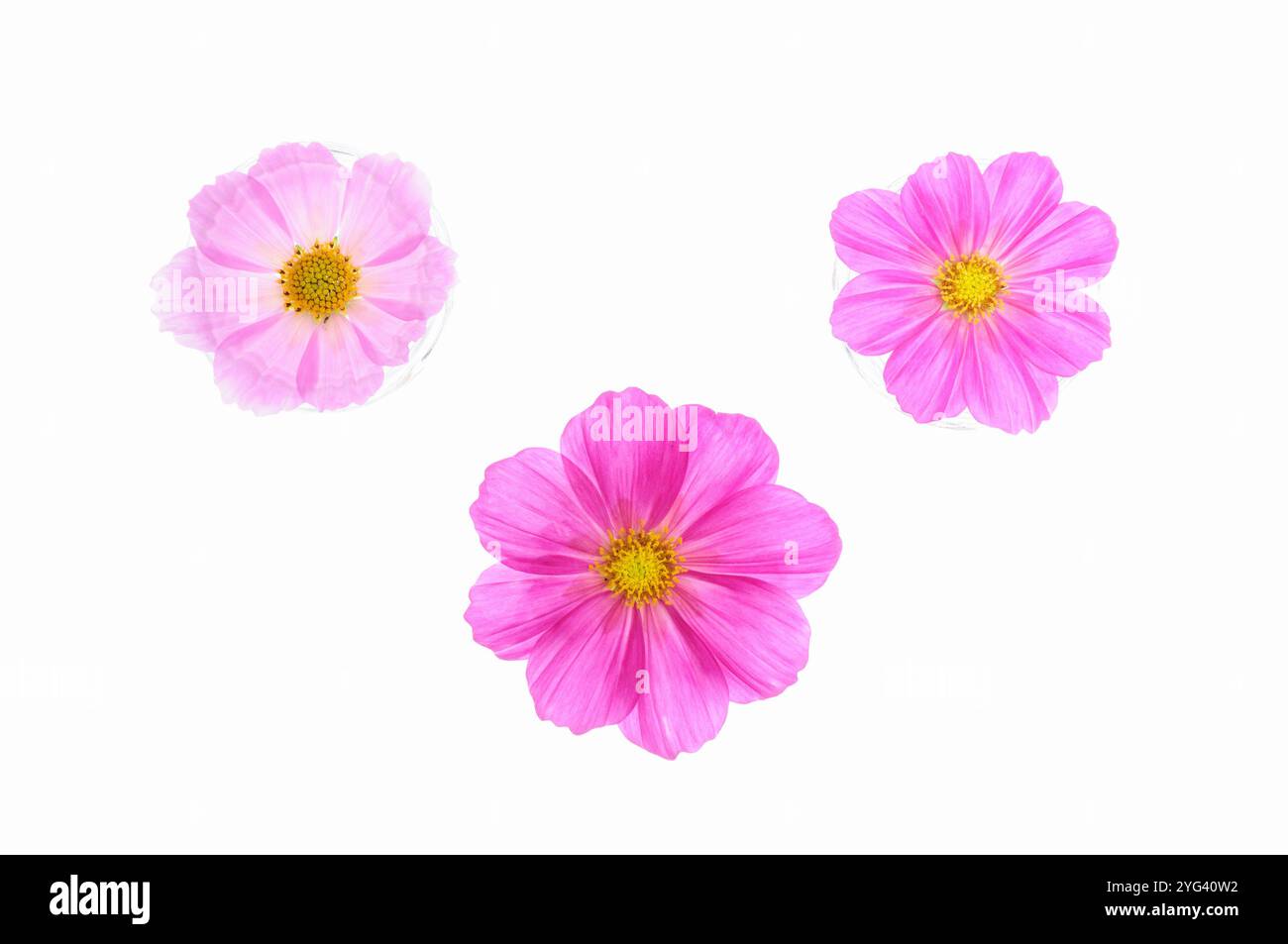 Cosmos arrangement on white background Stock Photo - Alamy