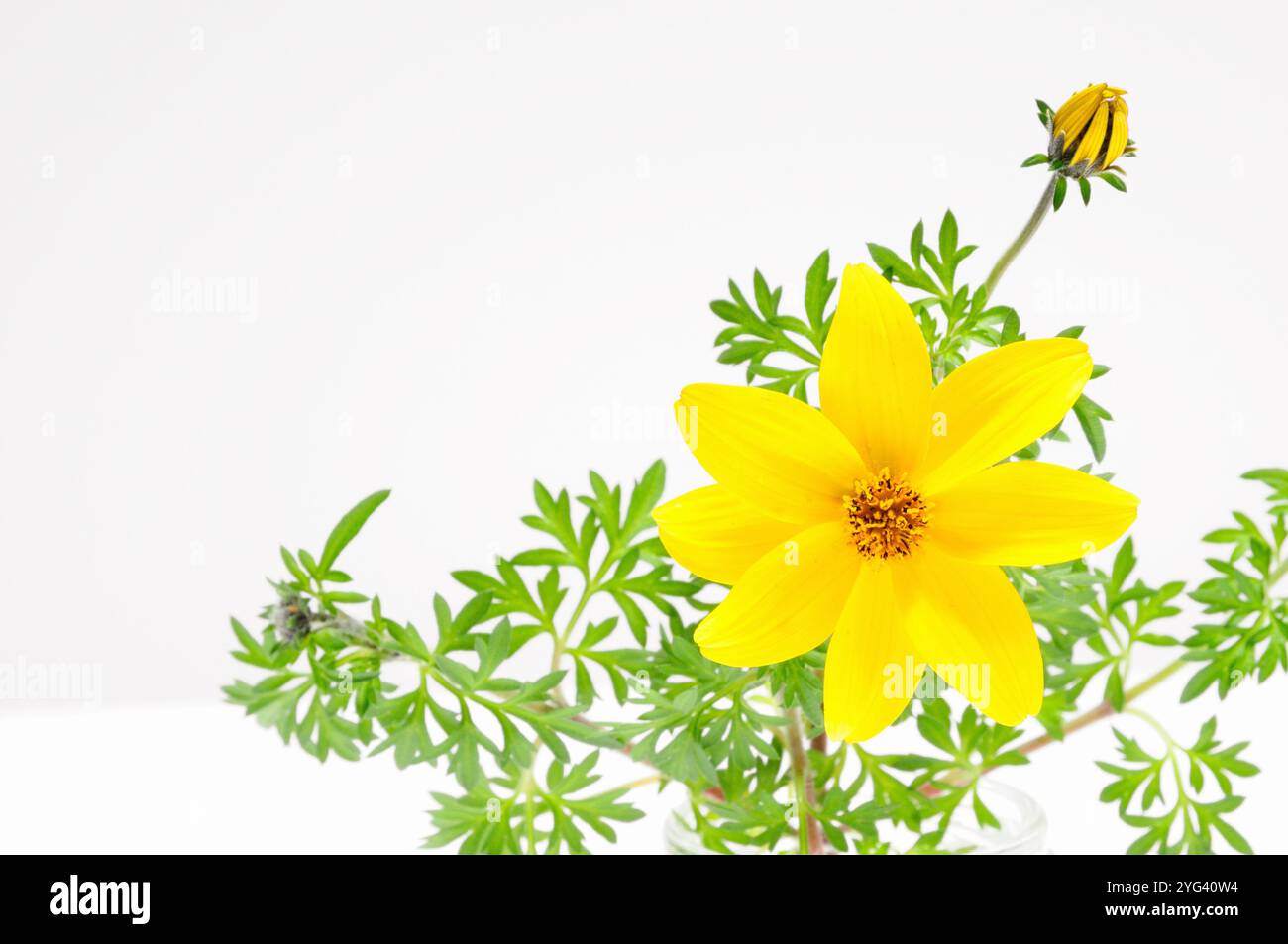 Winter cosmos arrangement on white background Stock Photo - Alamy