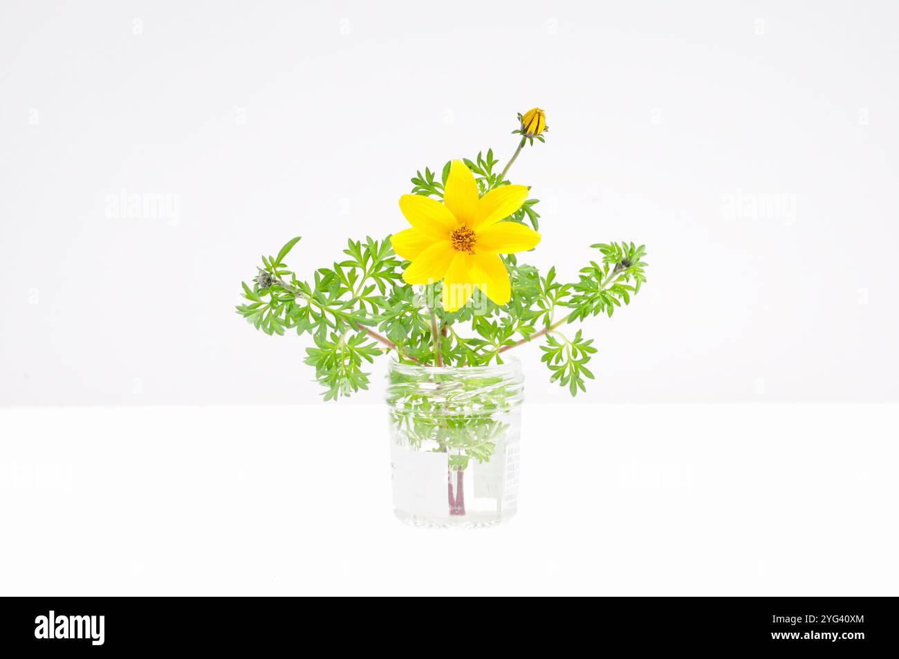 Winter cosmos arrangement on white background Stock Photo - Alamy