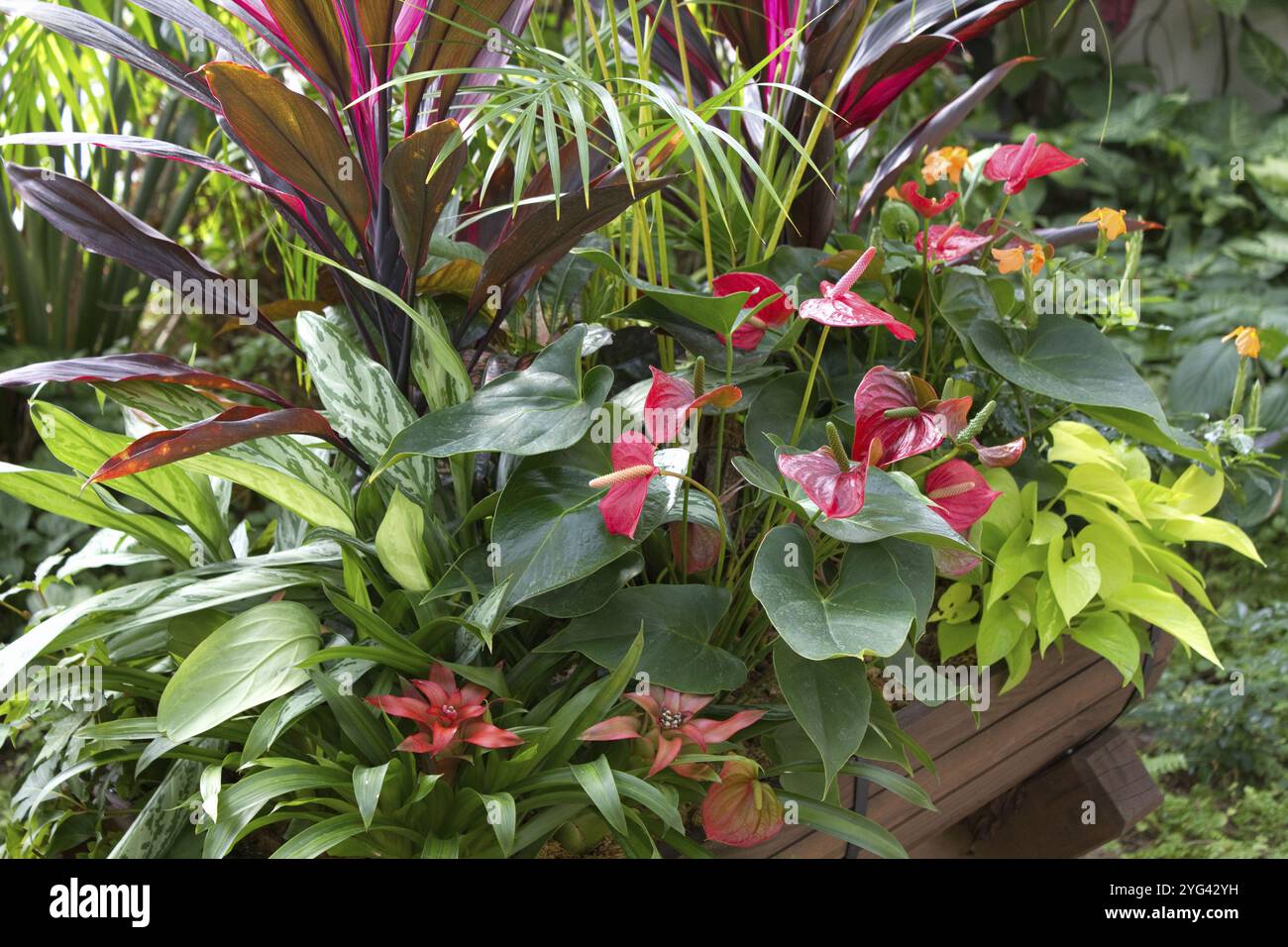 Houseplants indoor gardening hi-res stock photography and images - Alamy