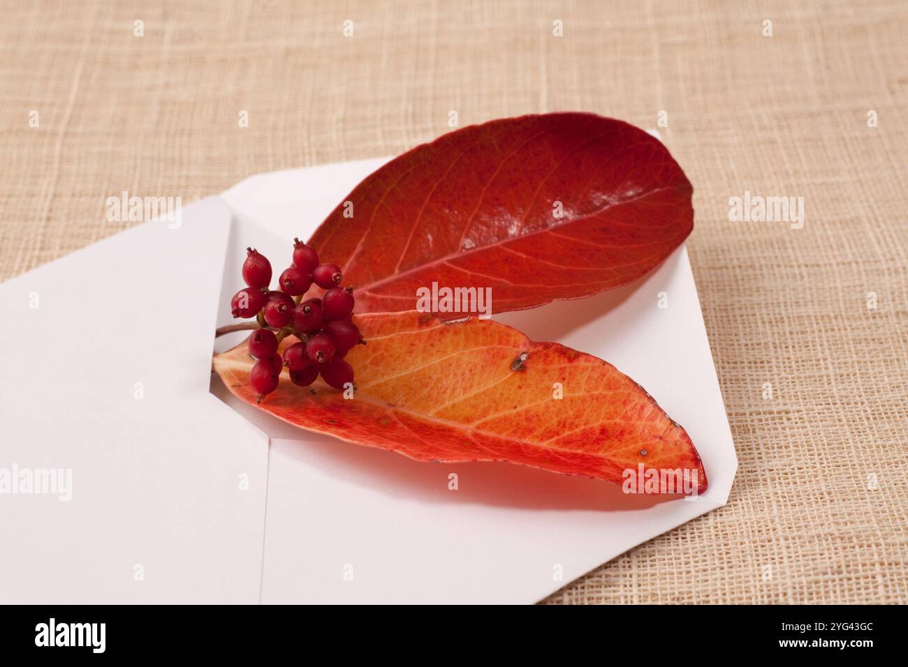 Dead leaves in white envelope Stock Photo - Alamy
