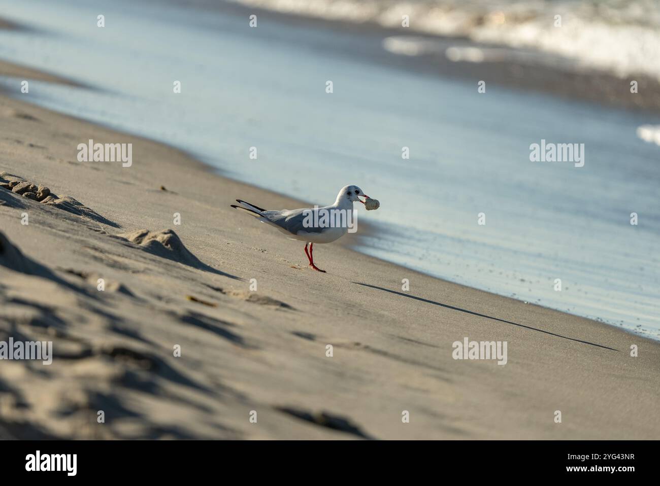 Seagull standing on a sandy beach near the water, holding an object in ...