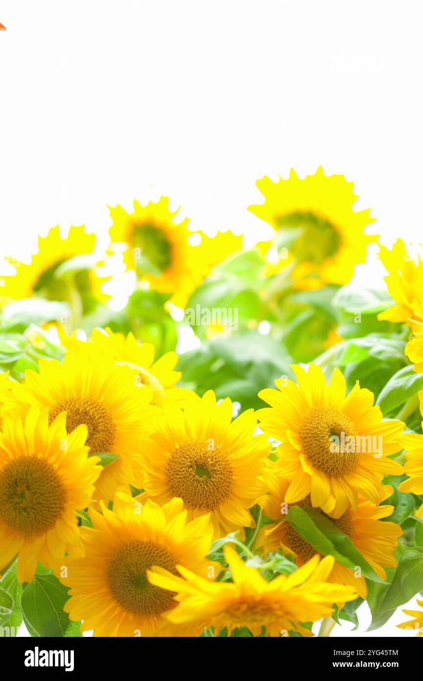 Back of sunflower hi-res stock photography and images - Alamy