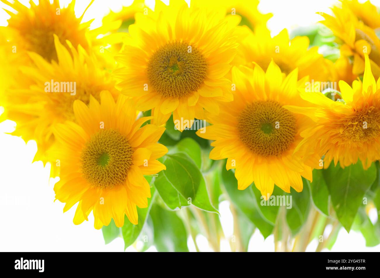 Back of sunflower hi-res stock photography and images - Alamy