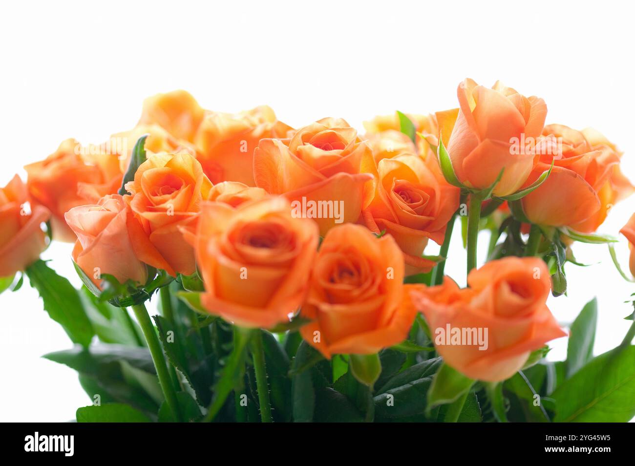 Rose (cool water Stock Photo - Alamy