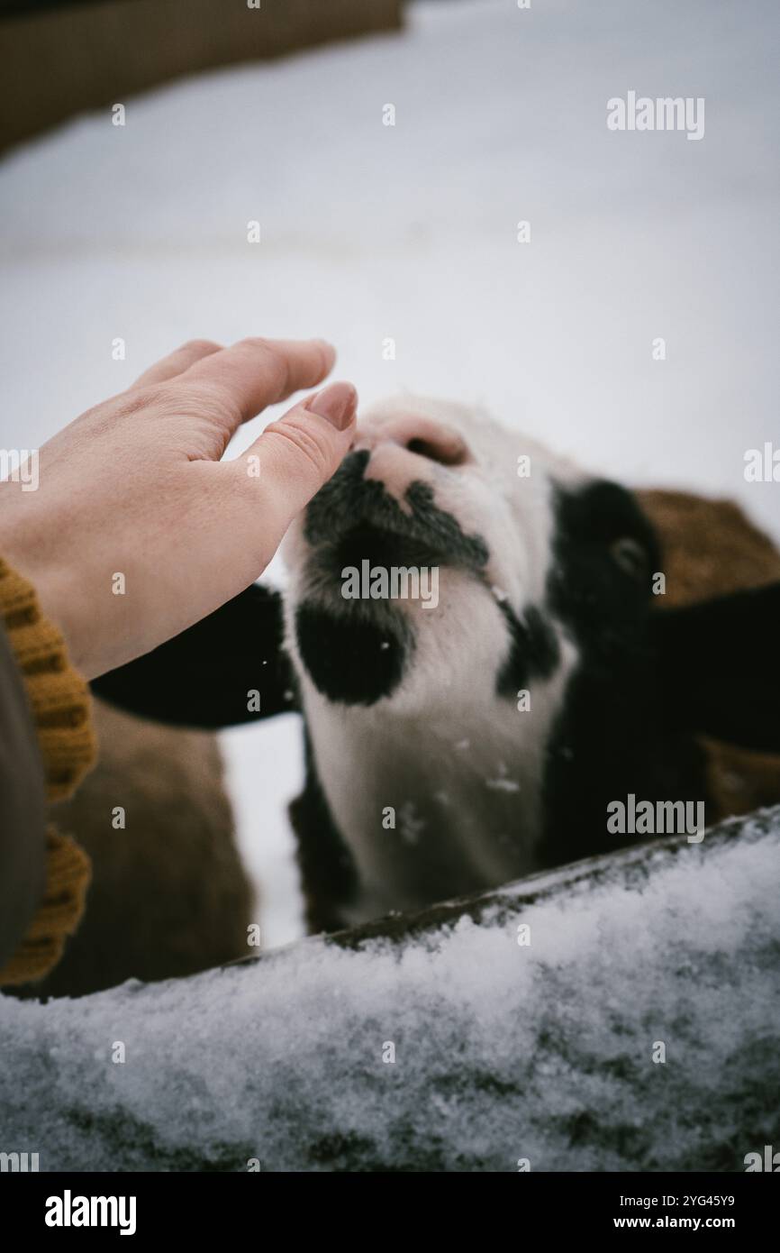 Gentle Interaction with Friendly Farm Stock Photo - Alamy
