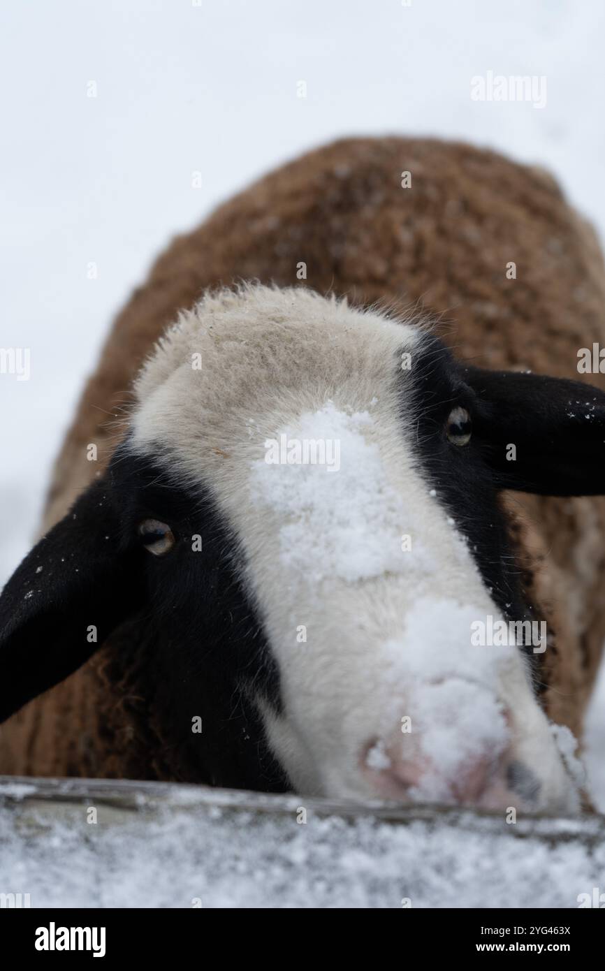 Gentle Interaction with Friendly Farm Stock Photo - Alamy