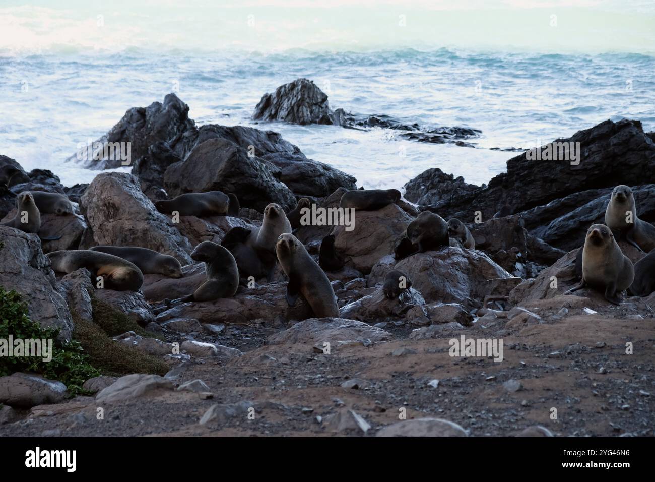 Seal colony relaxing on rugged rocks in front of a wintery sea at Cape ...
