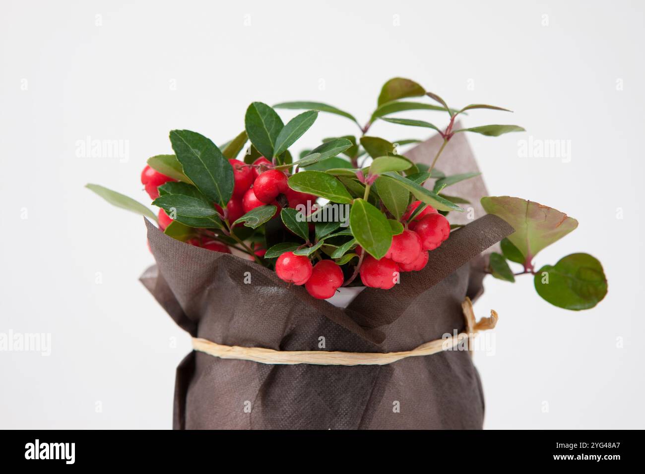 Checker berry hi-res stock photography and images - Alamy