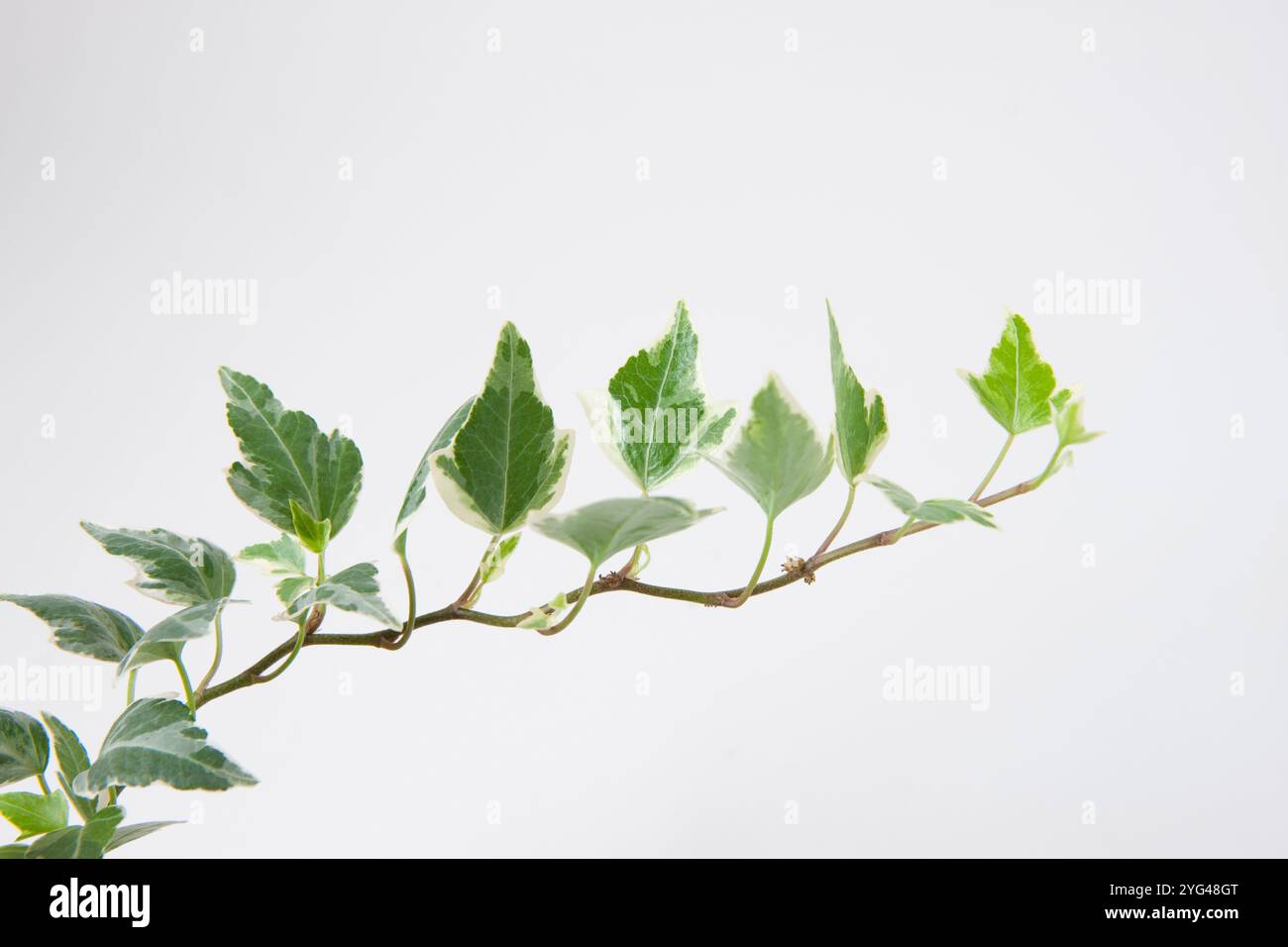 White ivy flower hi-res stock photography and images - Alamy