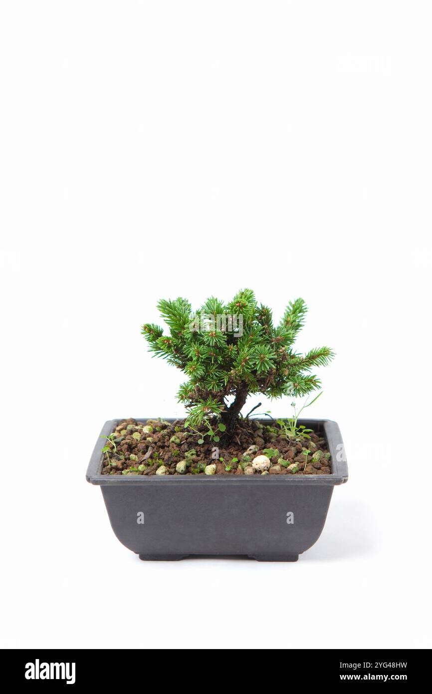 Picea jezoensis japan hi-res stock photography and images - Alamy