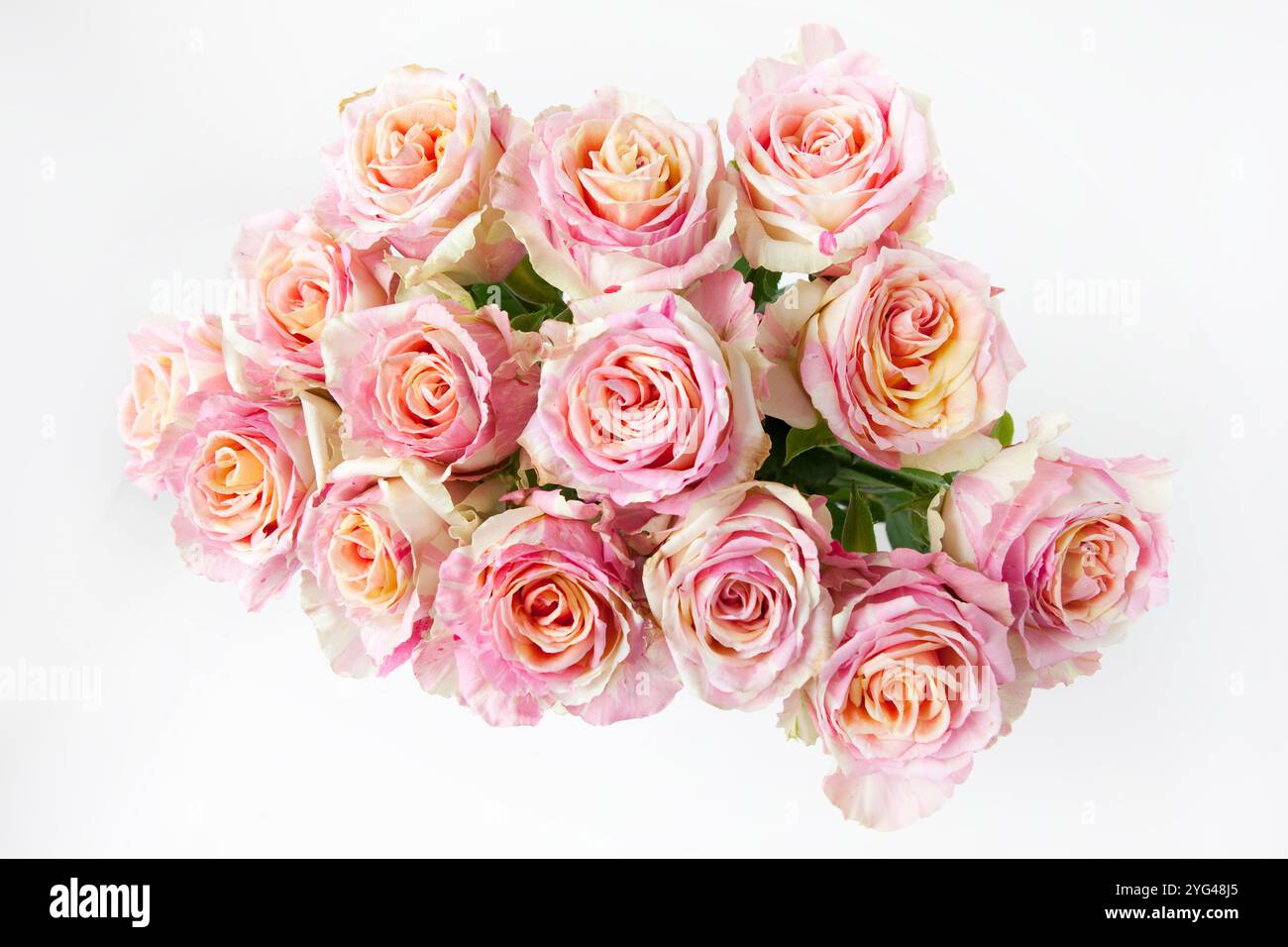 Rose (Cherry brandy Stock Photo - Alamy