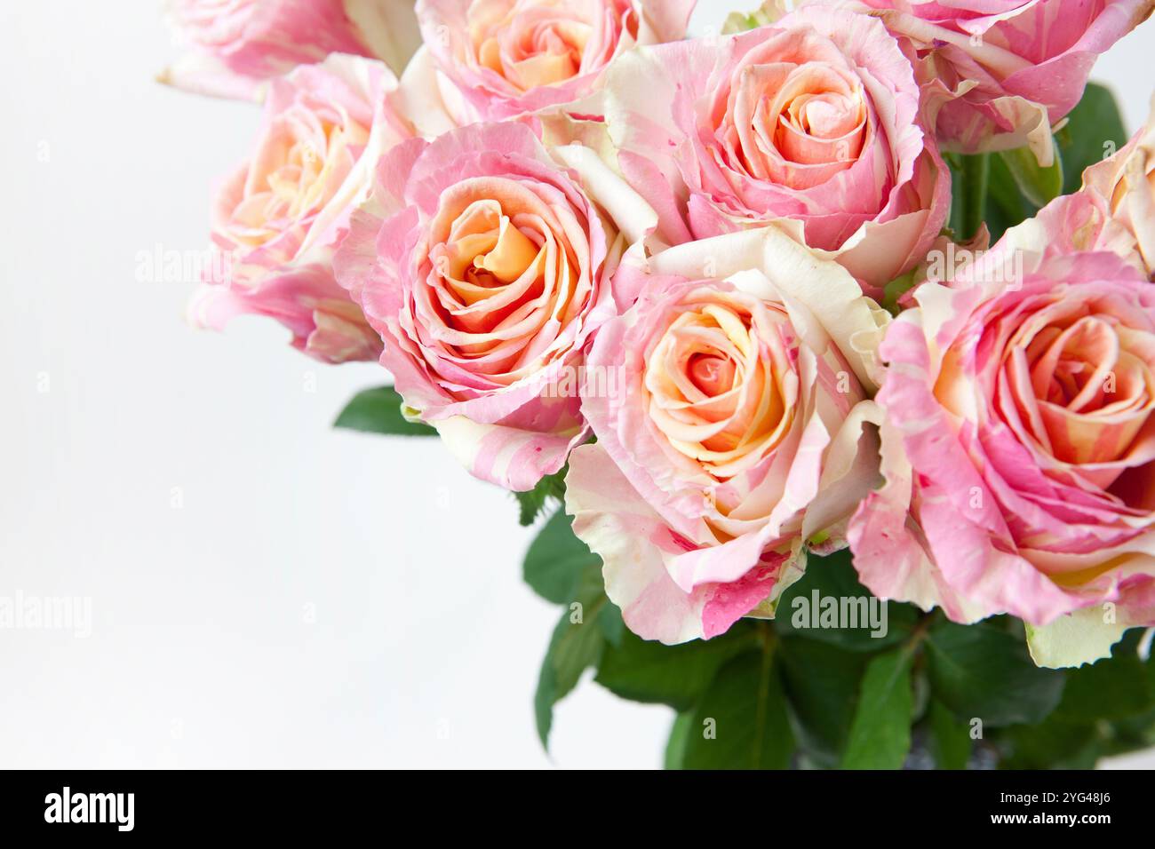 Rose (Cherry brandy Stock Photo - Alamy