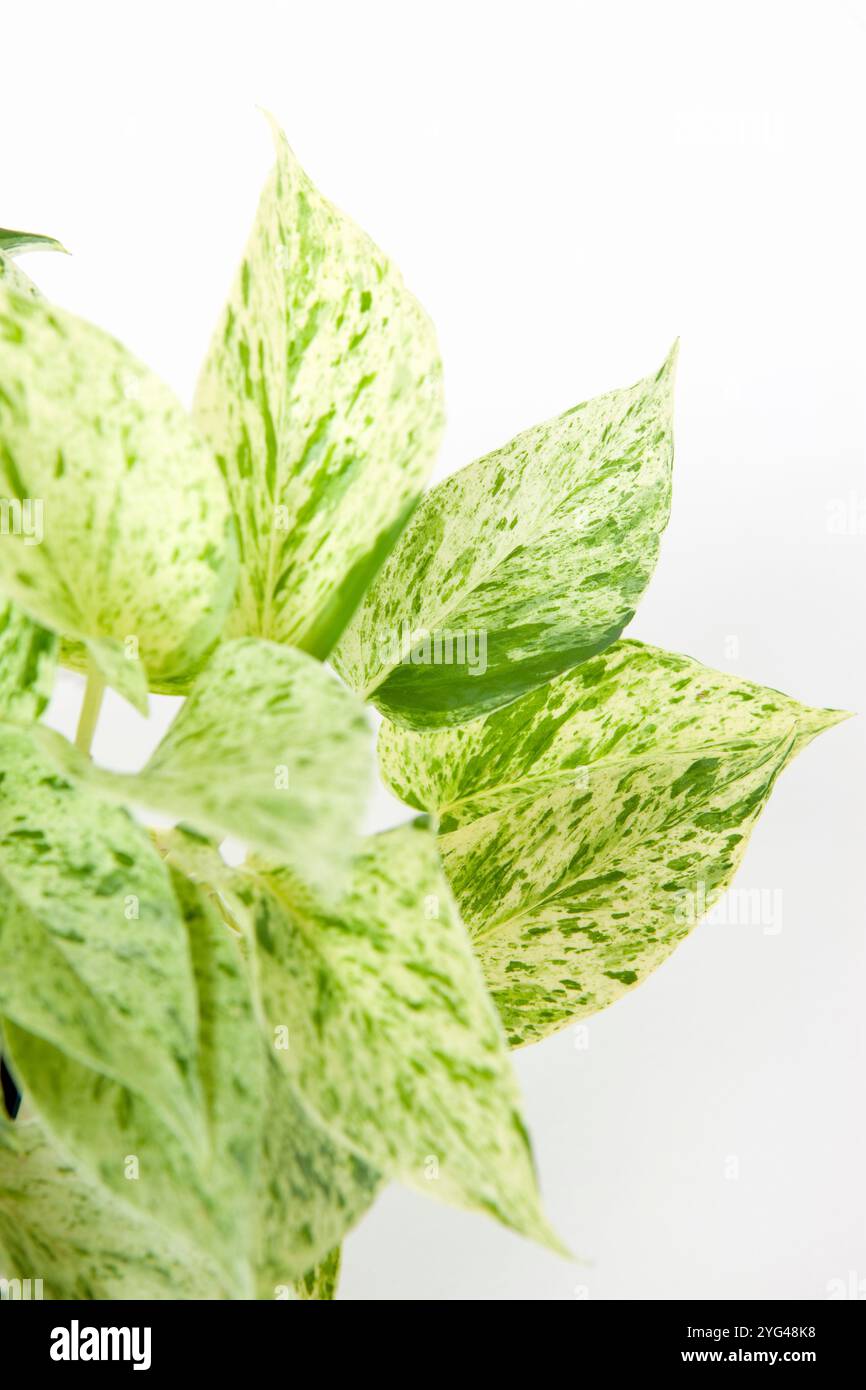 Pothos leaf hi-res stock photography and images - Alamy