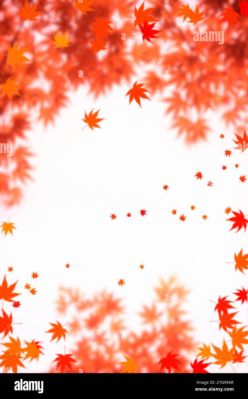 Momiji (Japanese maple tree Stock Photo - Alamy