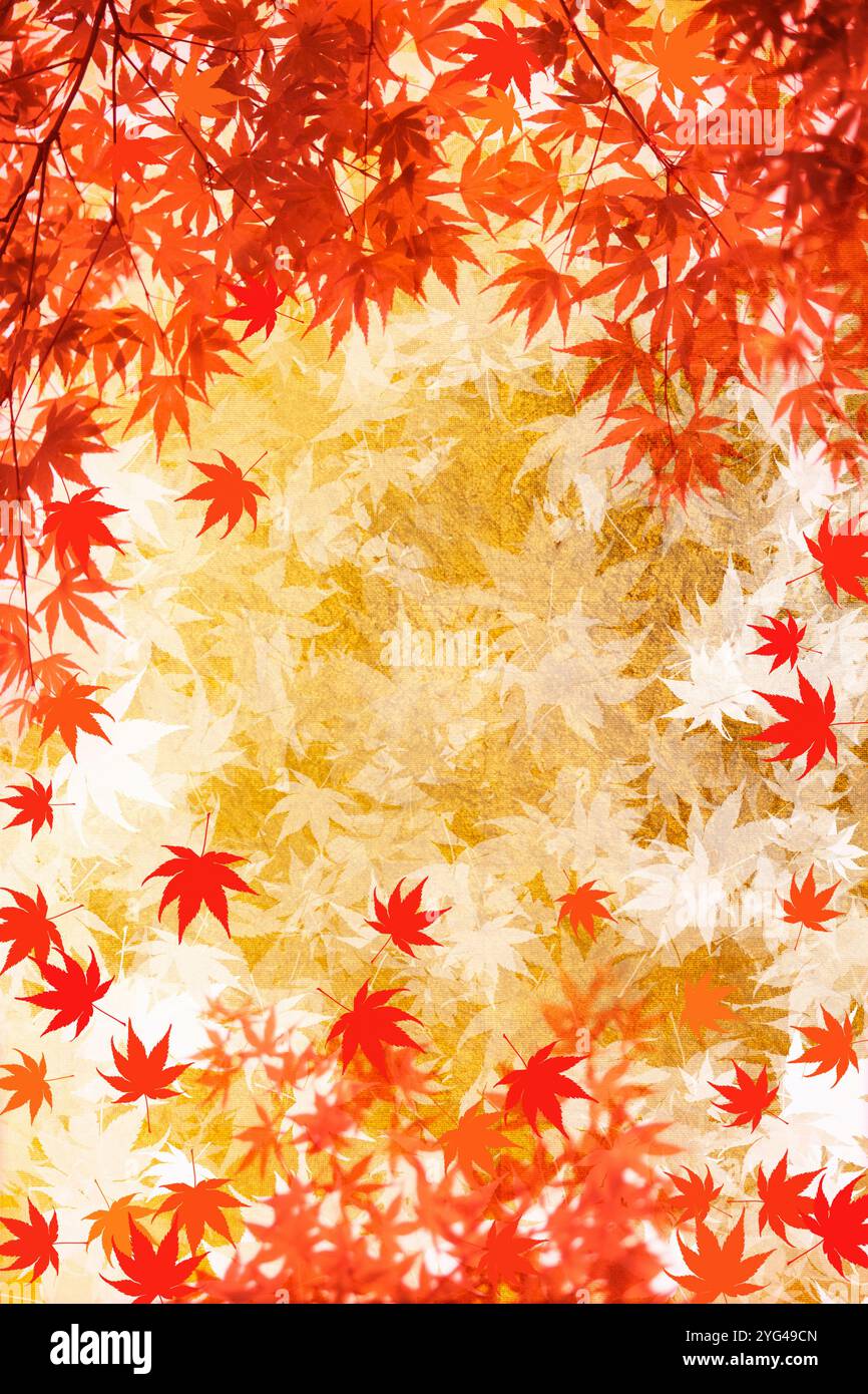 Momiji (Japanese maple tree Stock Photo - Alamy