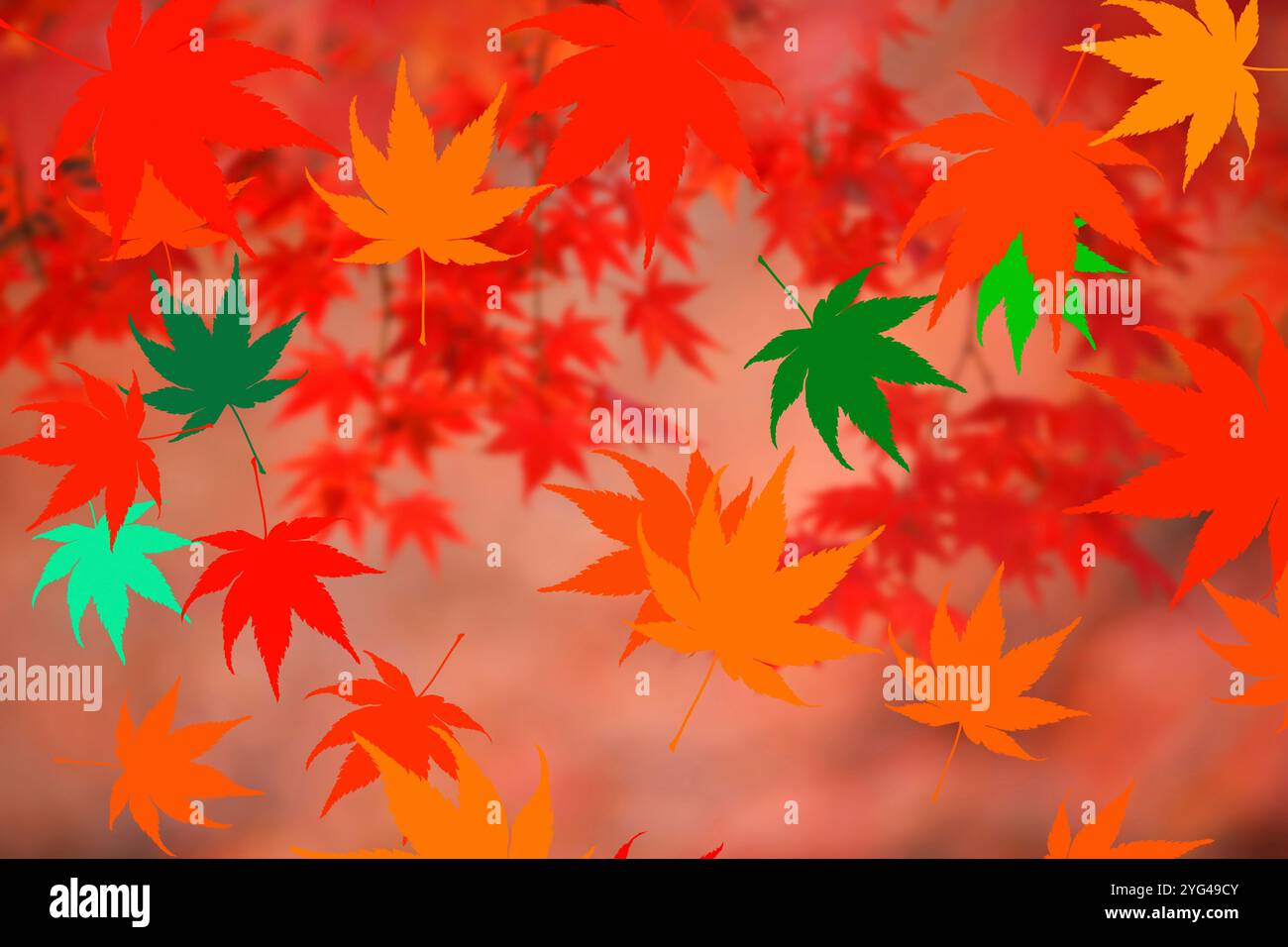 Momiji (Japanese maple tree Stock Photo - Alamy