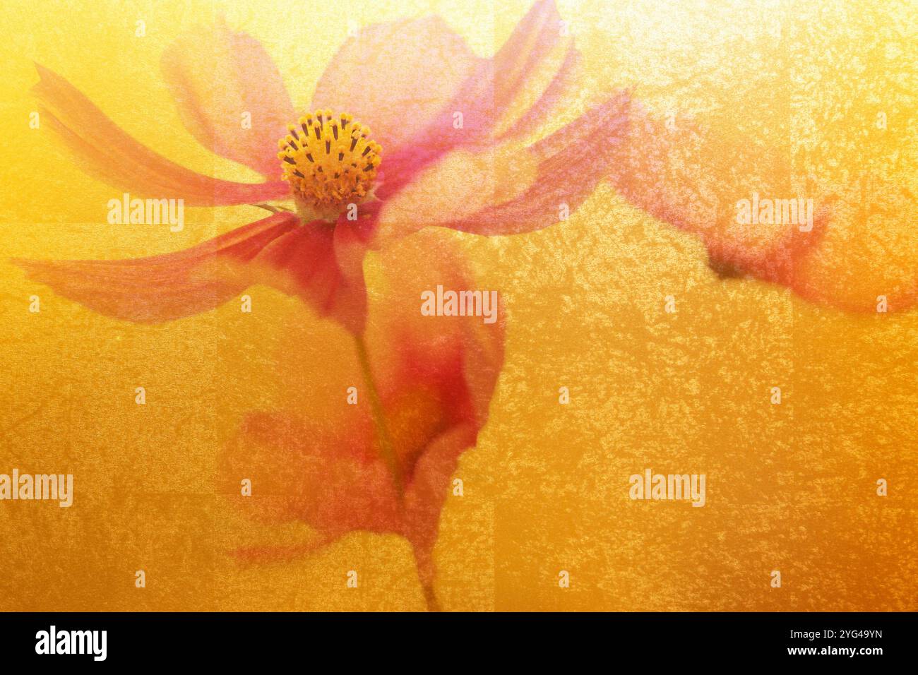 Golden folding screen with cosmos background Stock Photo - Alamy