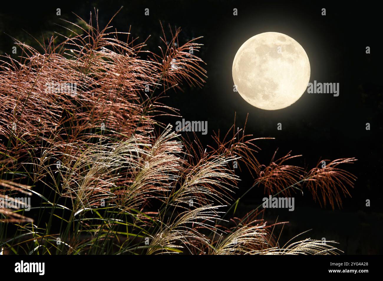 Moon grass hi-res stock photography and images - Alamy