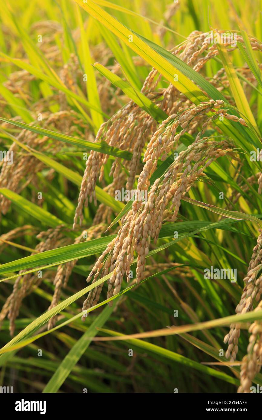 Rice harvest time hi-res stock photography and images - Alamy
