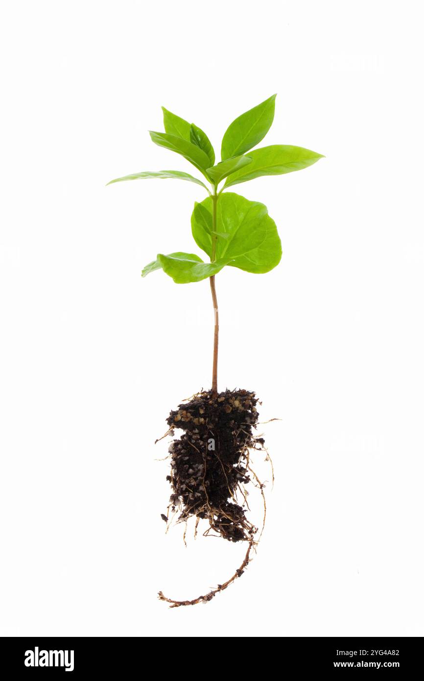 Root coffee hi-res stock photography and images - Alamy