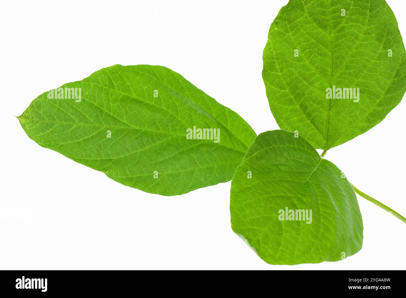 Sprout leaves nature Cut Out Stock Images & Pictures - Alamy