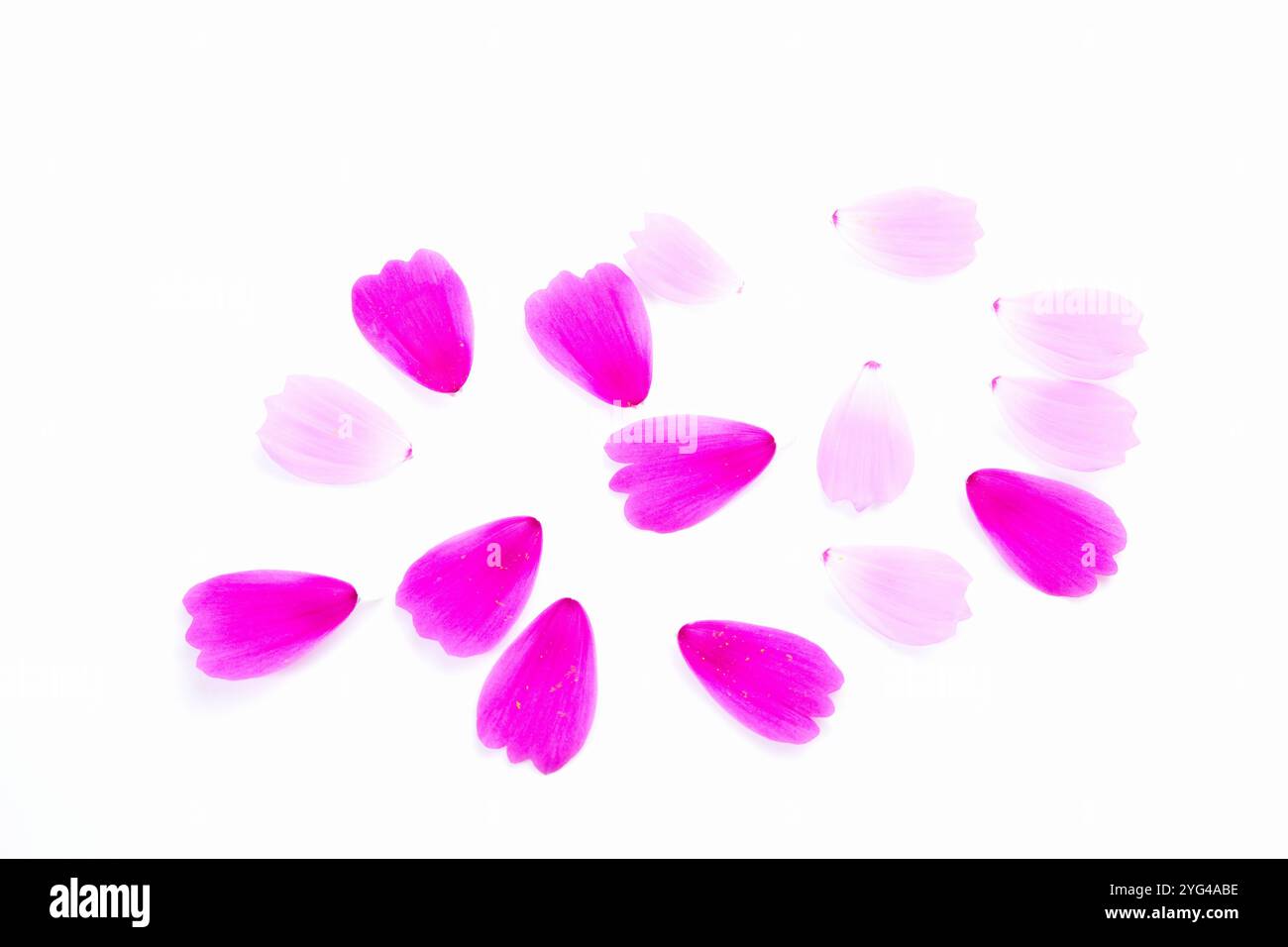 Cosmos petals hi-res stock photography and images - Alamy
