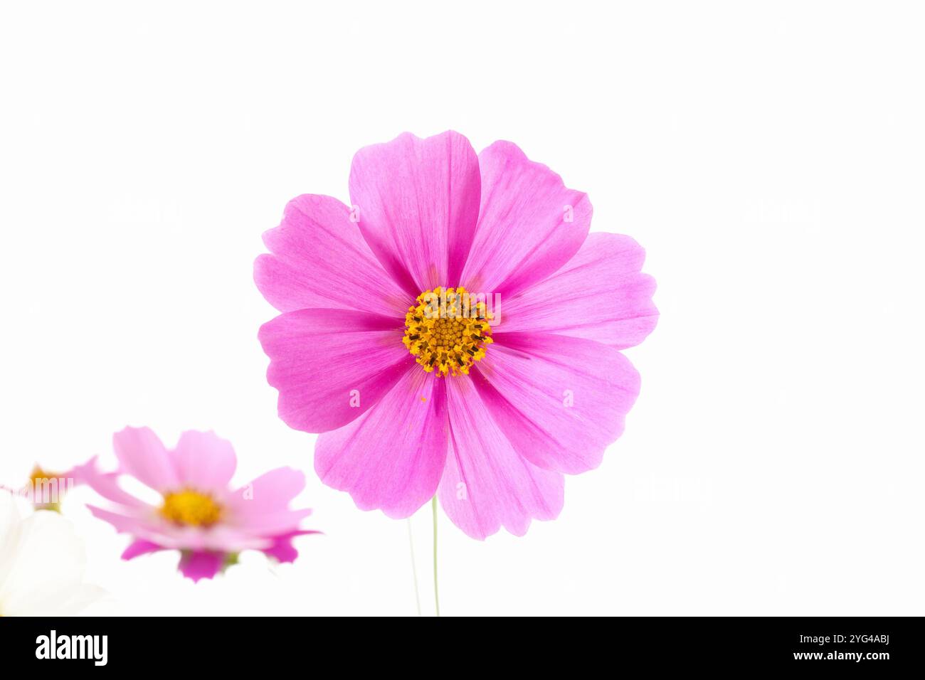 Cosmos flower photography hi-res stock photography and images - Alamy