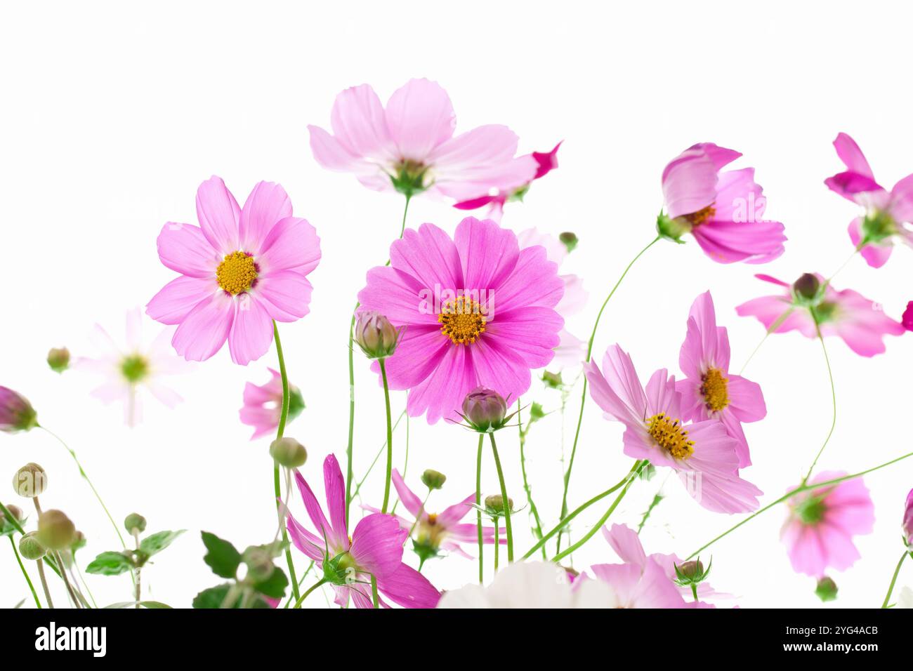 Cosmos flower photography hi-res stock photography and images - Alamy