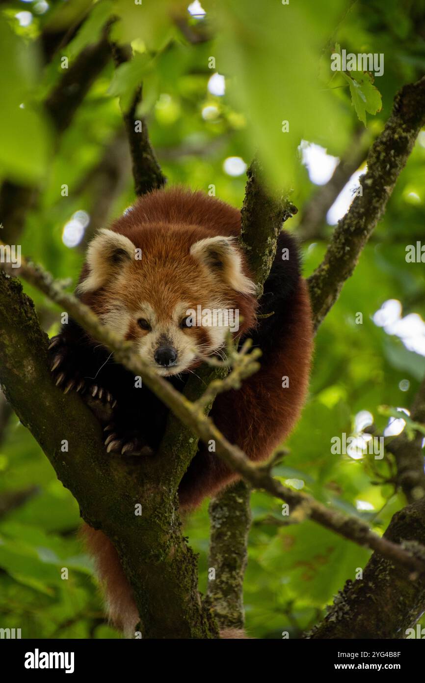 Cute Red Panda climbing tin the branches of a sycamore tree, UK Stock ...