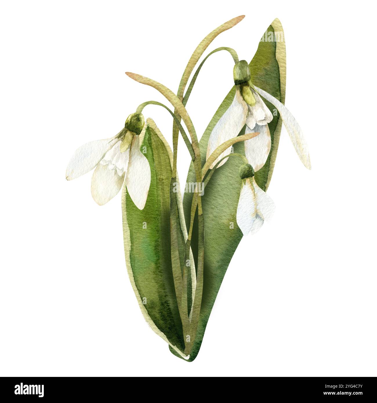 Spring snowdrops arrangement with green leaves and blooming elements ...