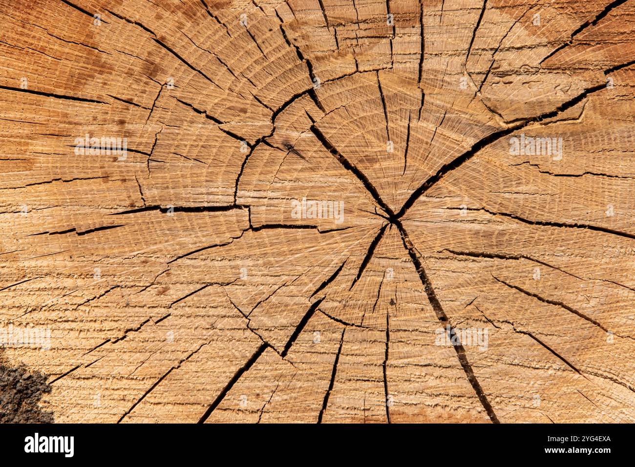 Old cut oak wooden trunk surface closeup as natural background Stock ...