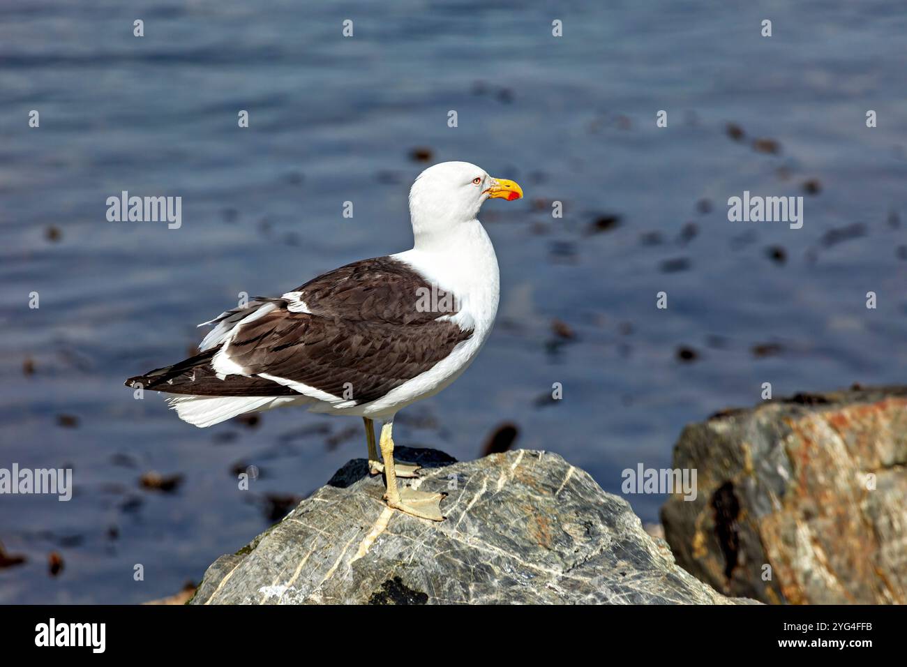 A Blood Billed Gull from Argentina Stock Photo - Alamy