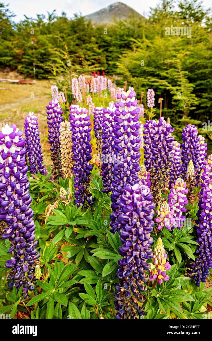 Lupine Flowers in the Landscape of Ushuaia Stock Photo - Alamy