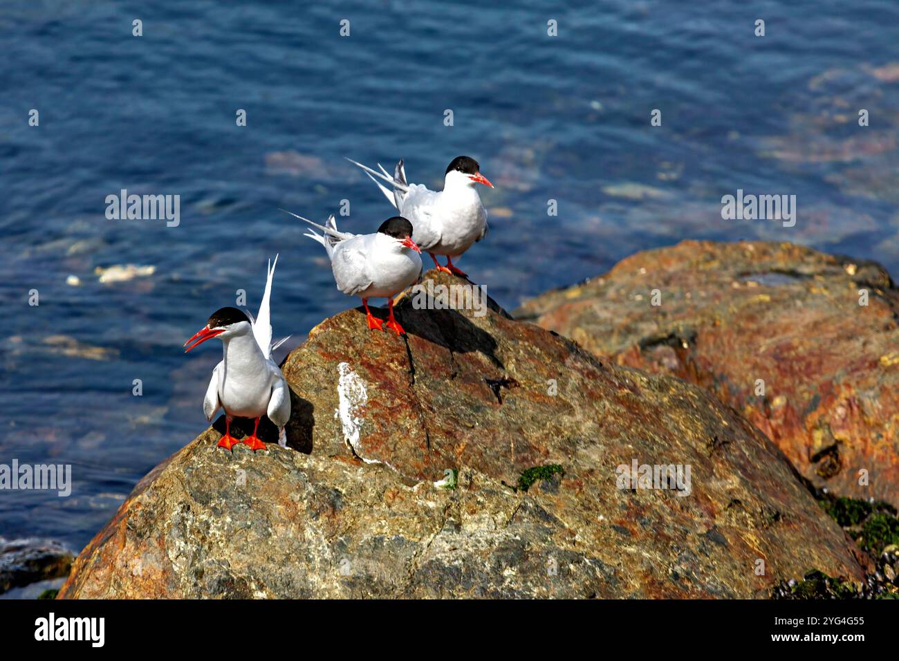 Sterna paradisaea antarctic hi-res stock photography and images - Alamy