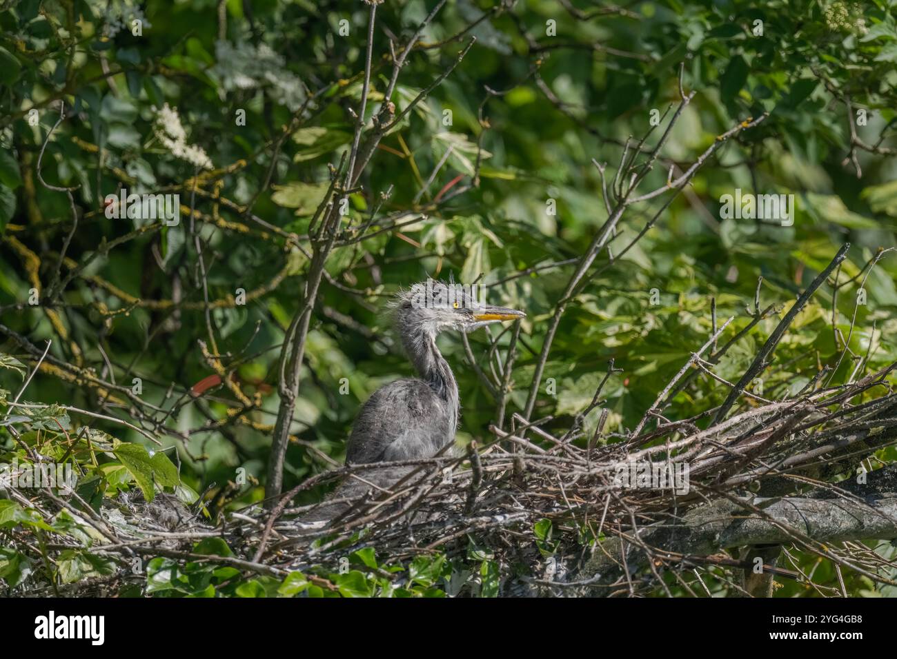 Close up herons nesting in hi-res stock photography and images - Alamy
