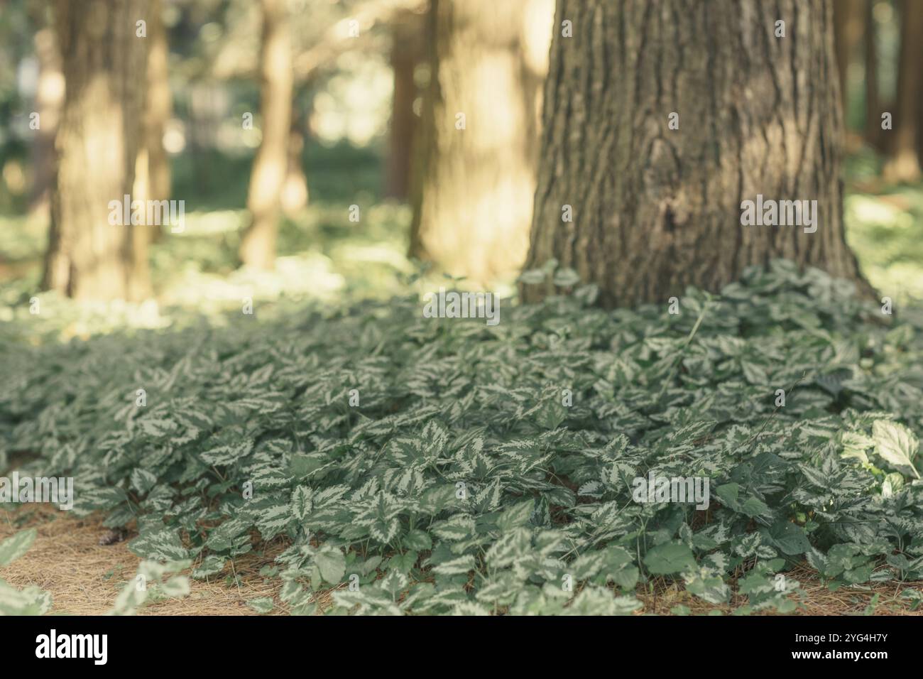 Around tree trunk hi-res stock photography and images - Alamy